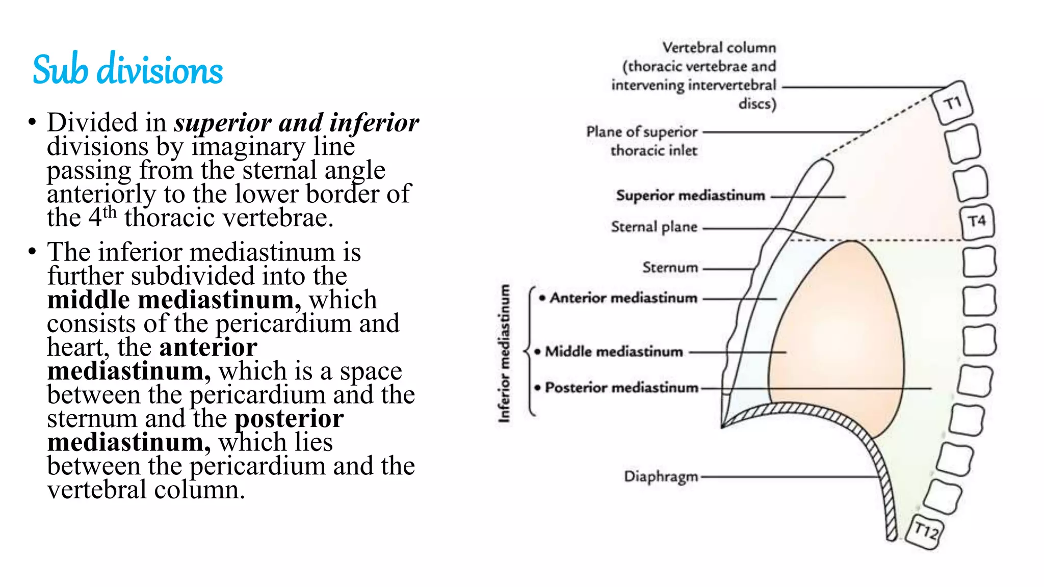 Mediastinum.pptx