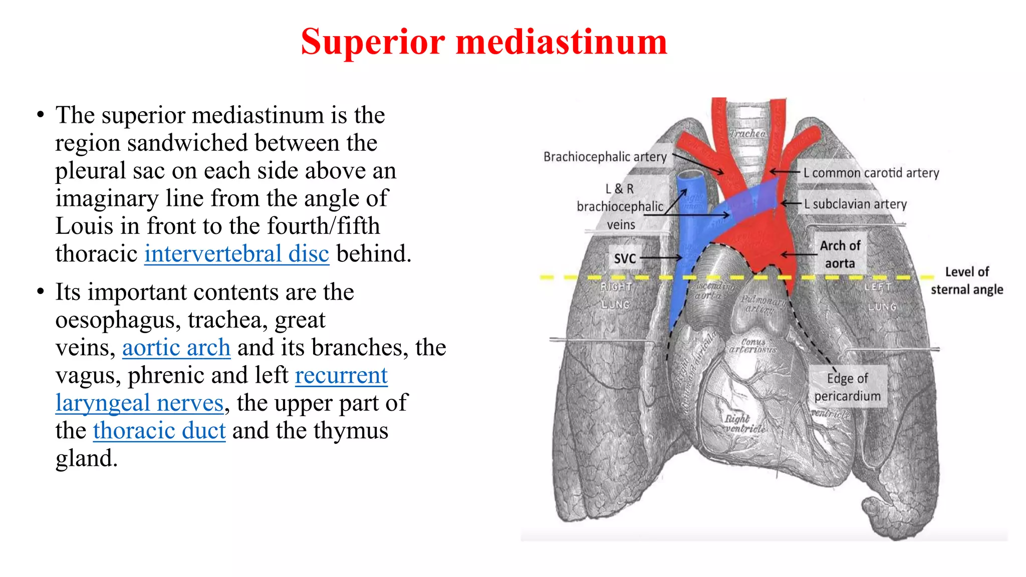 Mediastinum.pptx