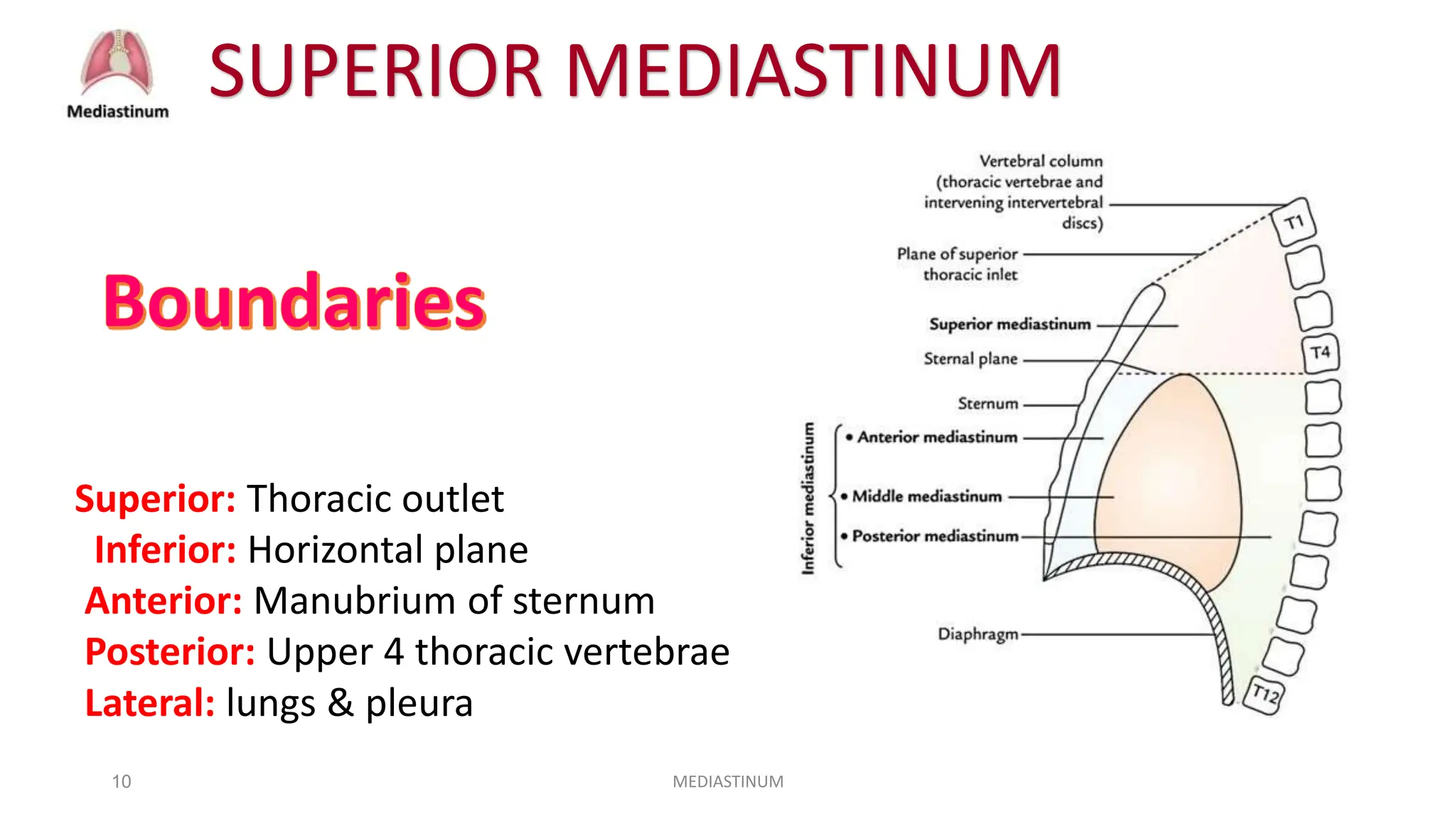 anatomy of mediastinum with Dr. Ameera Al-Humidi.pptx