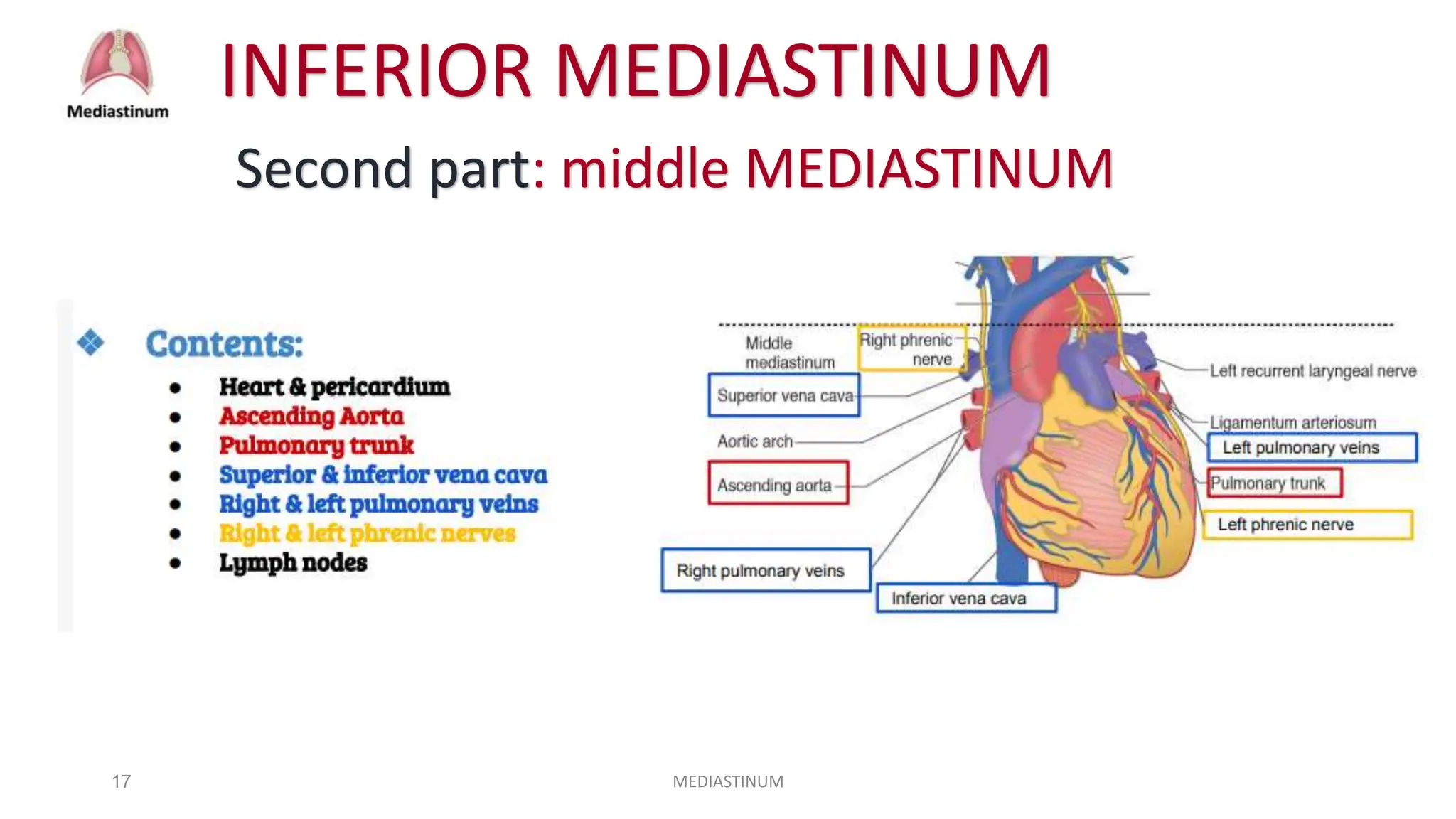 anatomy of mediastinum with Dr. Ameera Al-Humidi.pptx