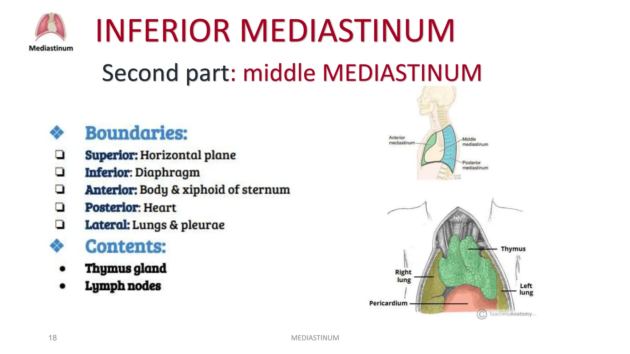 anatomy of mediastinum with Dr. Ameera Al-Humidi.pptx