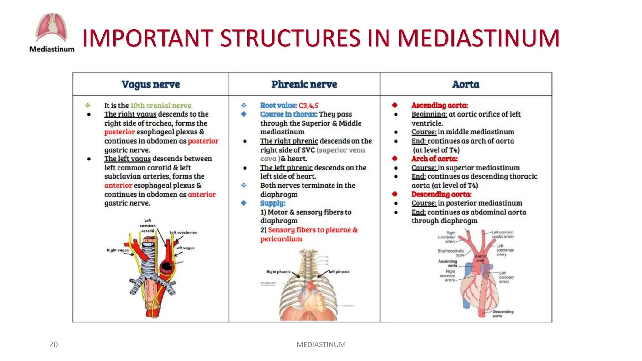 anatomy of mediastinum with Dr. Ameera Al-Humidi.pptx