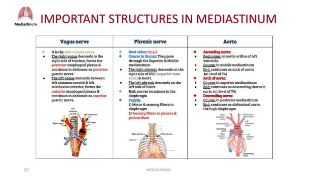 anatomy of mediastinum with Dr. Ameera Al-Humidi.pptx