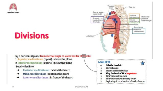 anatomy of mediastinum with Dr. Ameera Al-Humidi.pptx