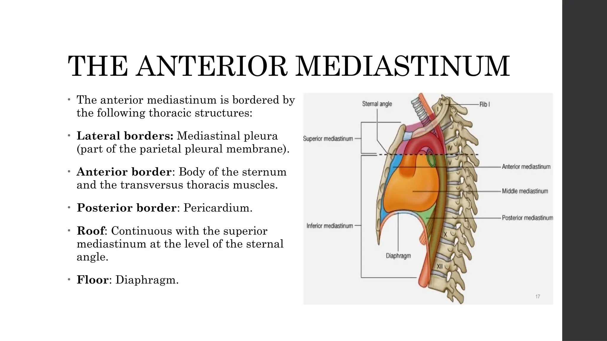 Anatomy & Radiology of the Mediastinum.pptx