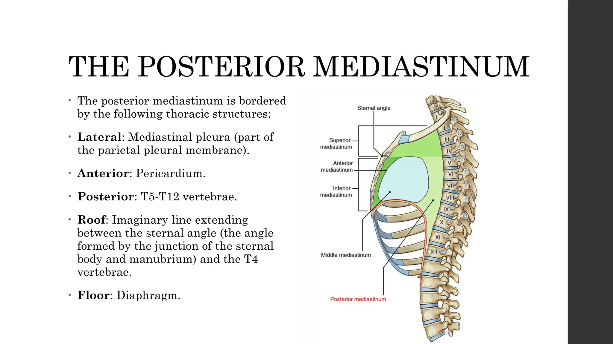 Anatomy & Radiology of the Mediastinum.pptx
