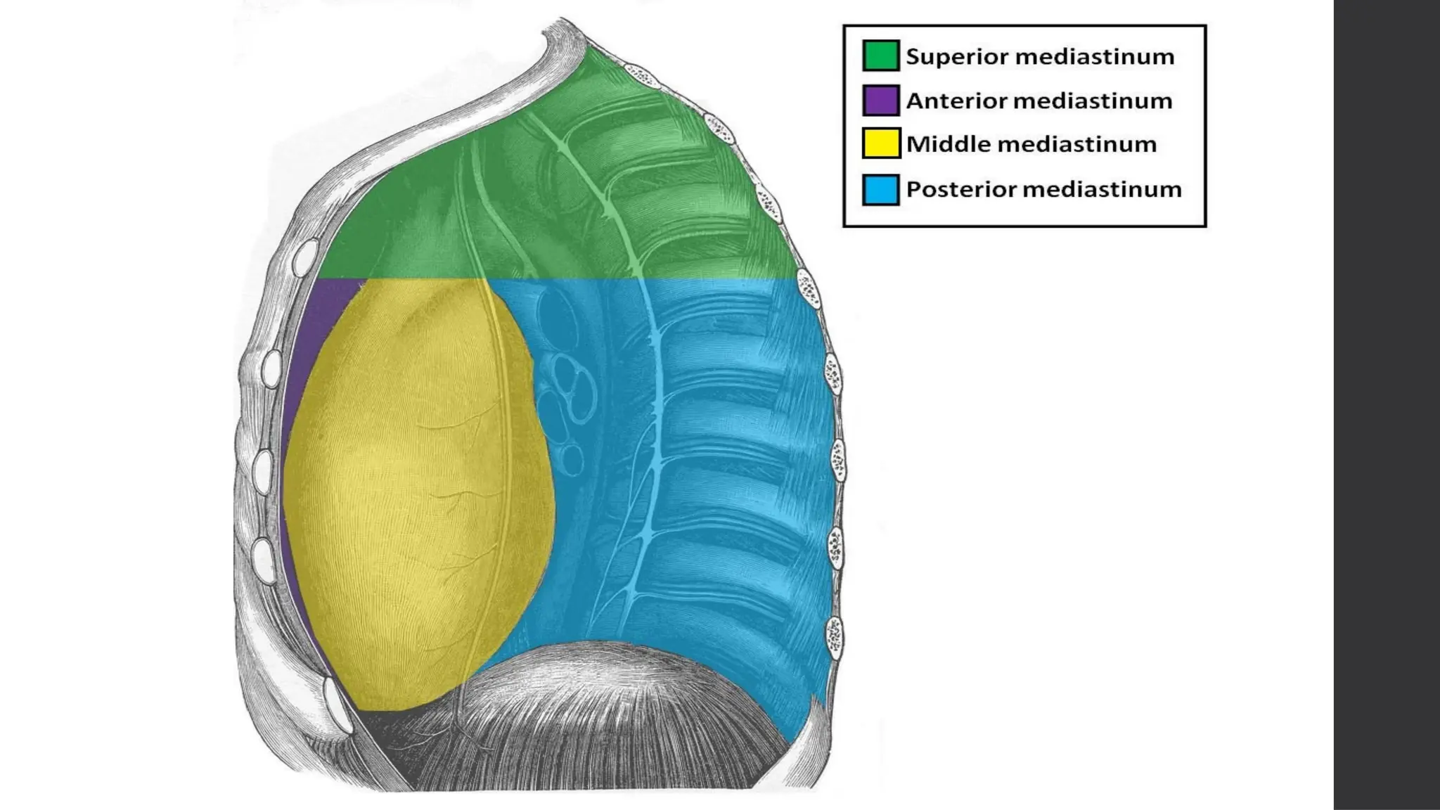 Anatomy & Radiology of the Mediastinum.pptx