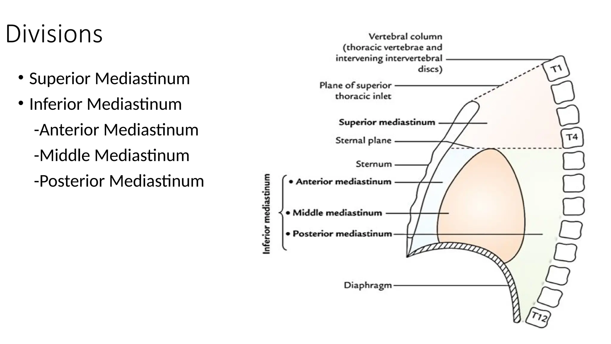 MEDIASTINUM.pptx Anatomy and Applied Clinical aspects | PPTX