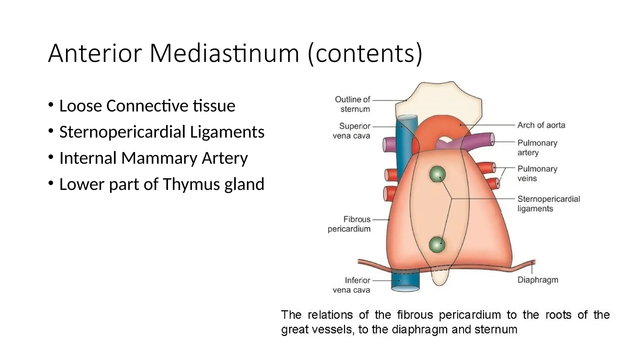 MEDIASTINUM.pptx . Superior Mediastinum, Anterior, Middle and Posterior ...