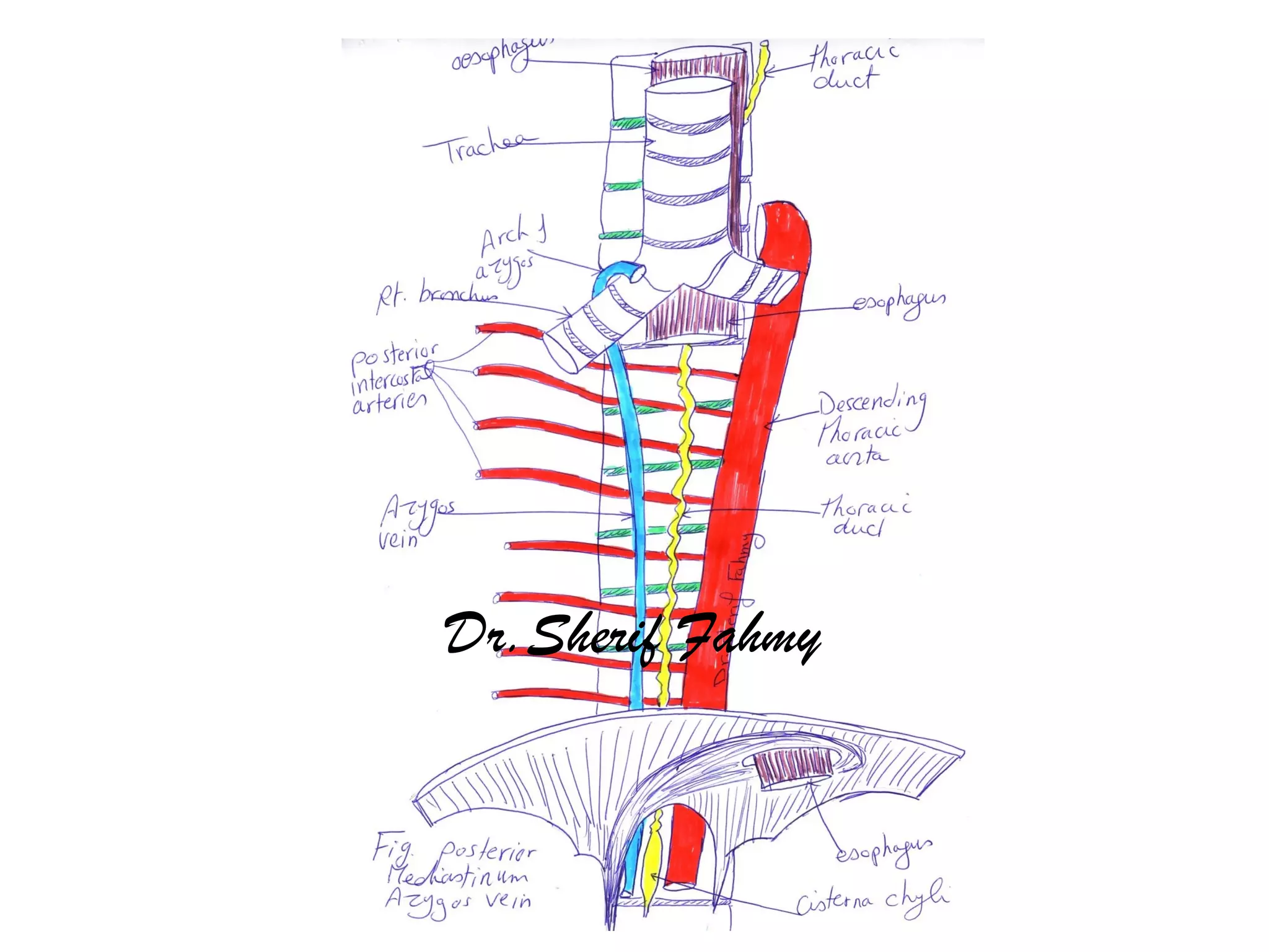 Mediastinum 2 (Anatomy of the Thorax) | PPS