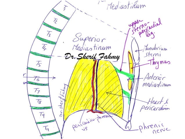 Mediastinum 2 (Anatomy of the Thorax) | PPT