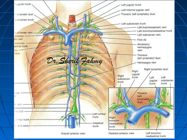 Mediastinum 2 (Anatomy of the Thorax) | PPT