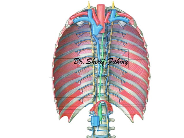 Mediastinum 2 (Anatomy of the Thorax) | PPT