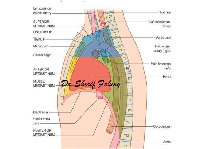 Mediastinum 2 (Anatomy of the Thorax) | PPT