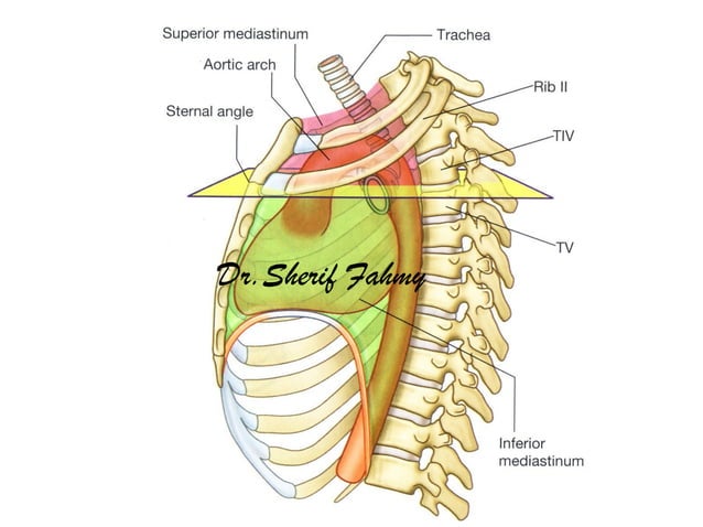 Mediastinum 2 (Anatomy of the Thorax) | PPT