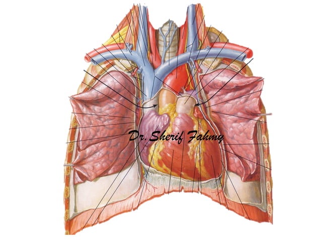 Mediastinum 2 (Anatomy of the Thorax) | PPT