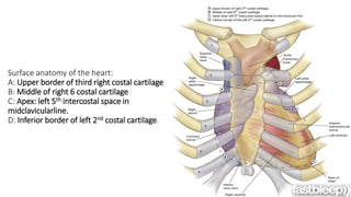 Mediastinum and heart position | PPTX