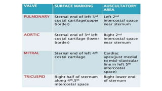 Mediastinum and heart position | PPT