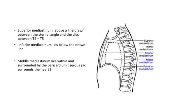Mediastinum and heart position | PPT