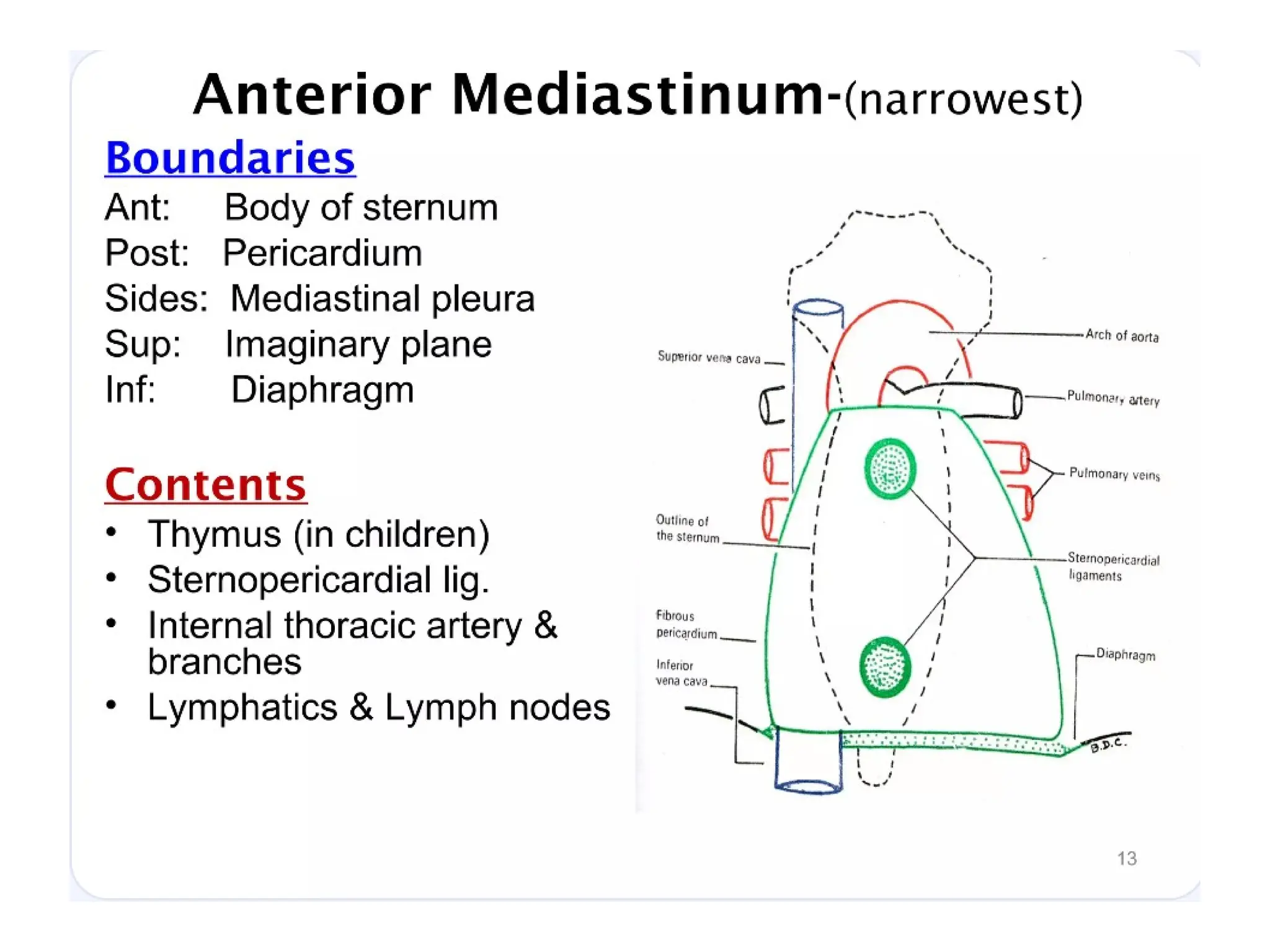 Mediastinum Borders,and how they occupied thorax | PPTX