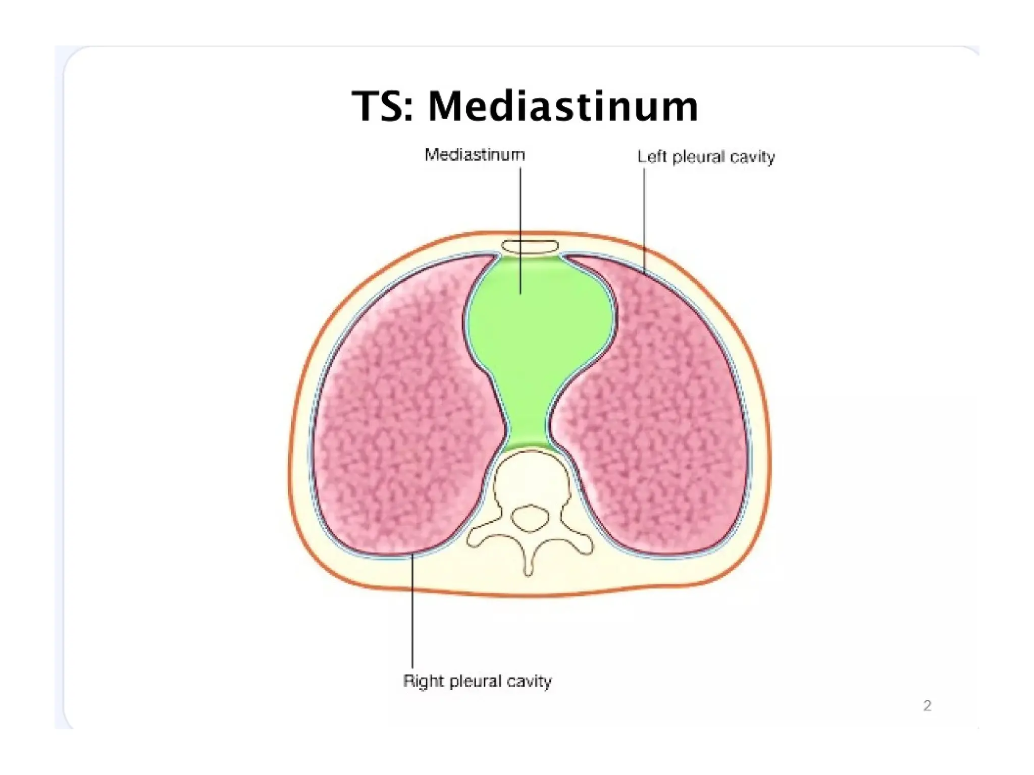 Mediastinum Borders,and how they occupied thorax | PPTX