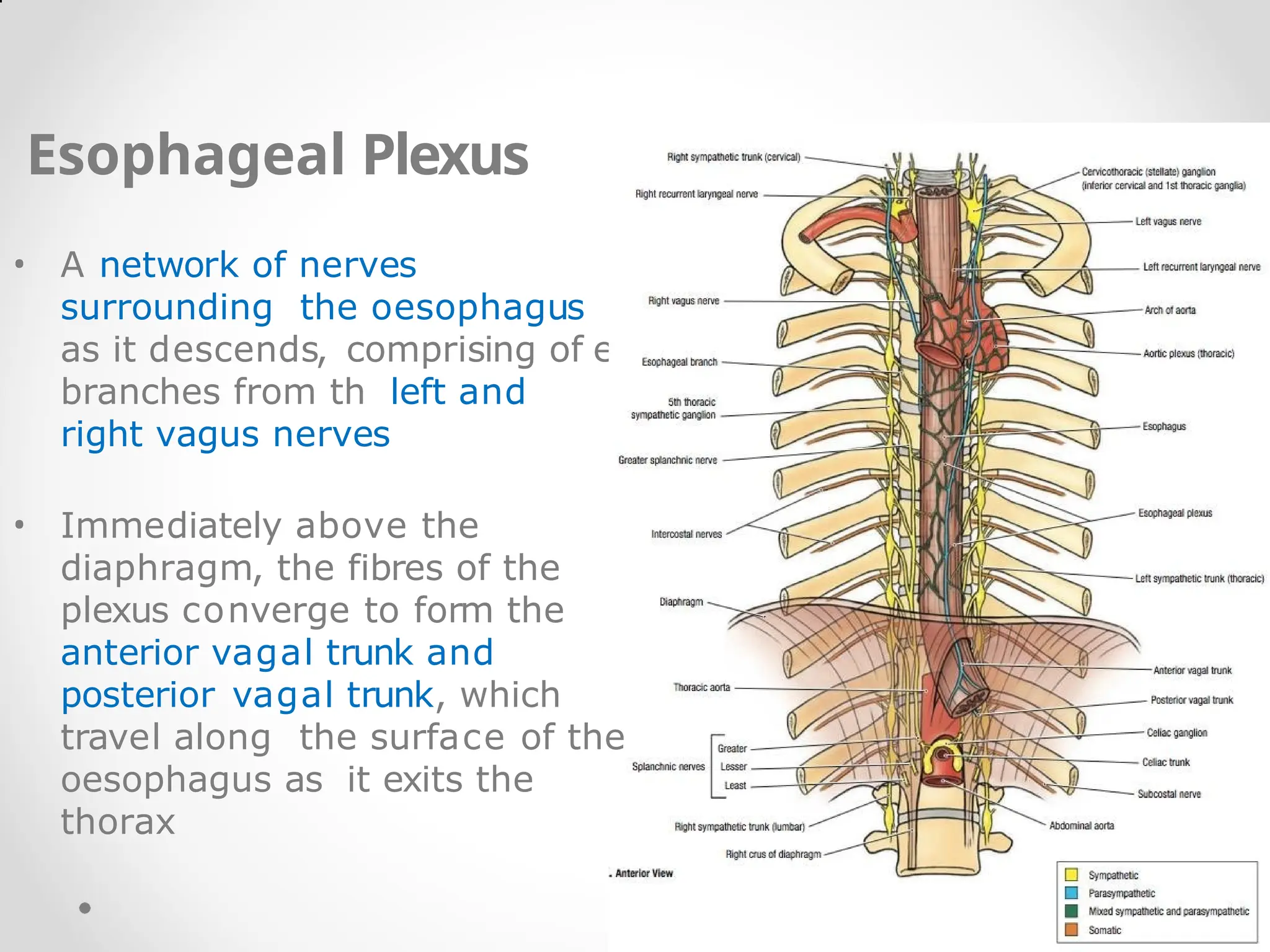 Mediastinum By Dr Rabia Inam Gandapore.pptx | Lung and Respiratory ...
