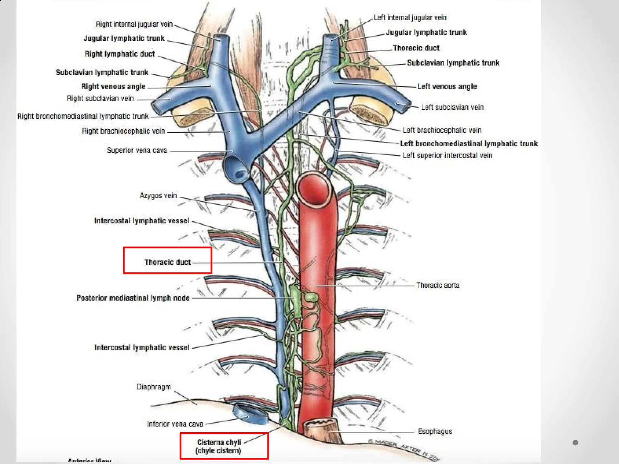 Mediastinum By Dr Rabia Inam Gandapore.pptx | Lung and Respiratory ...