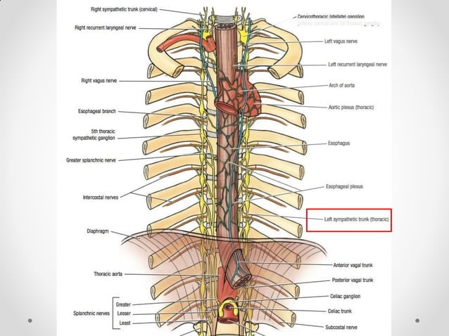 Mediastinum By Dr Rabia Inam Gandapore.pptx | Lung and Respiratory ...