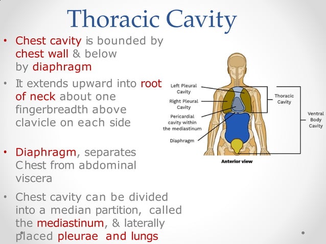 Mediastinum By Dr Rabia Inam Gandapore.pptx | Lung and Respiratory ...