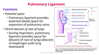 MEDIASTINUM AND TYPES,APPLIED ASPECTS -THORAX REGION | PPTX