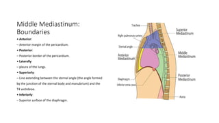 Mediastium anatomy | PPTX