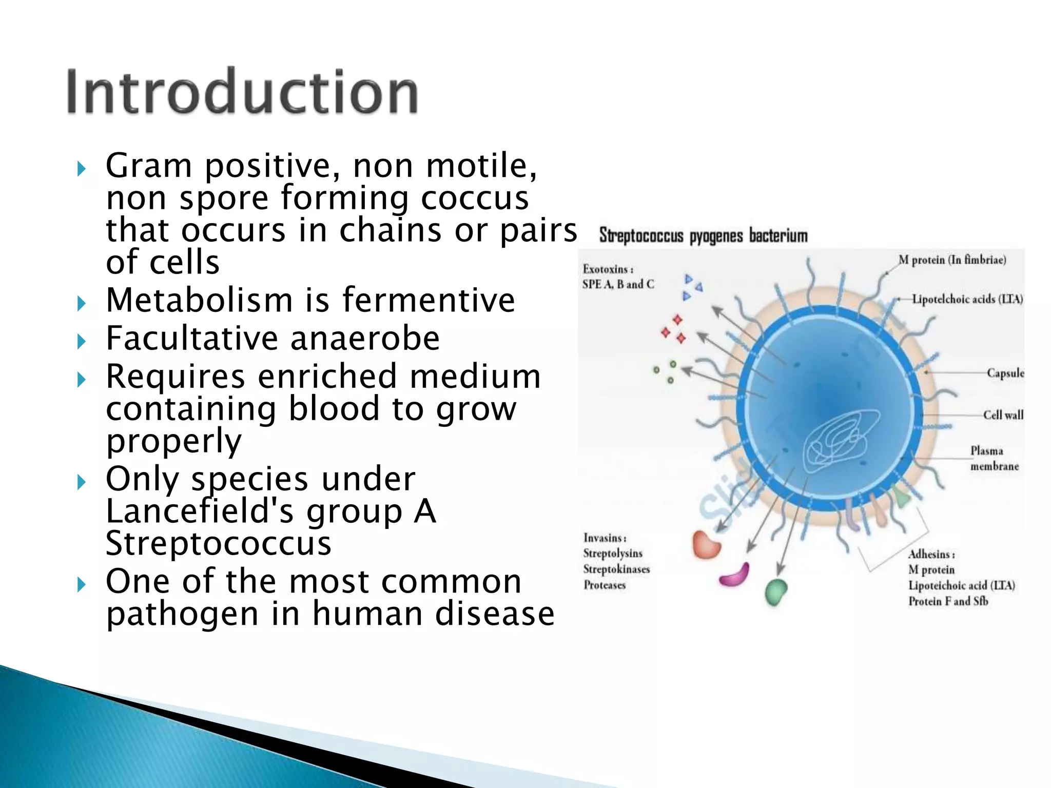 Streptococcus pyogenes | PPTX