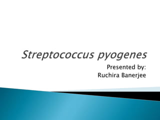 Streptococcus pyogenes | PPTX