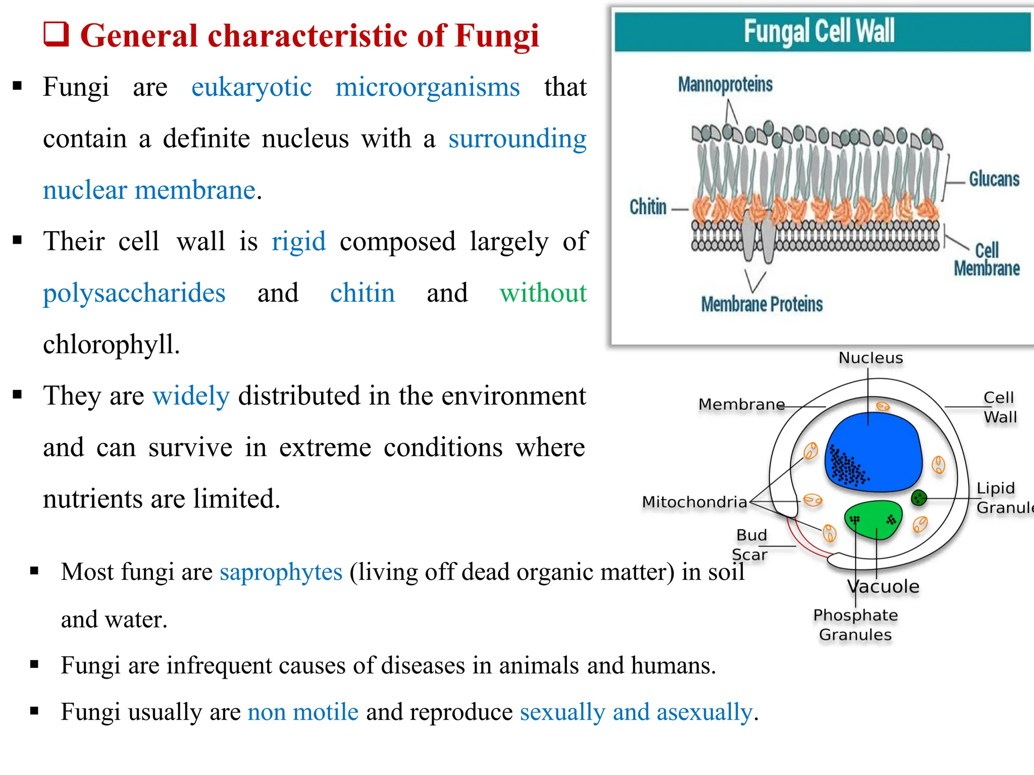 Introduction to medical mycology 3rd level.docx