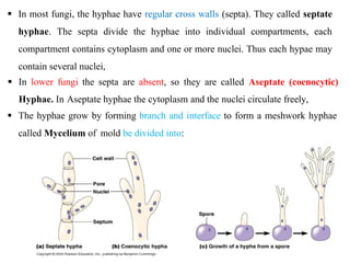 Introduction to medical mycology 3rd level.docx
