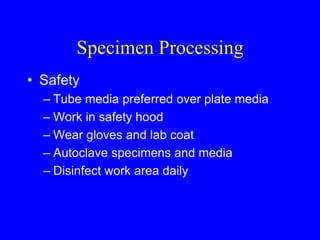 Introduction to Medical mycology | PPTX