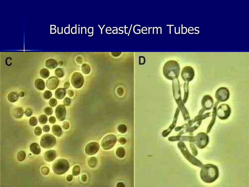 Introduction to Medical mycology
