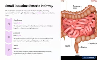 Comprehensive Medical Terminology of the Digestive System for ...