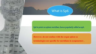 Medical acupuncture understanding the location and the utility of sp6 | PPT