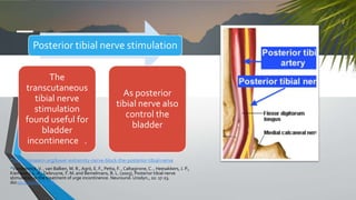 Medical acupuncture understanding the location and the utility of sp6 | PPT