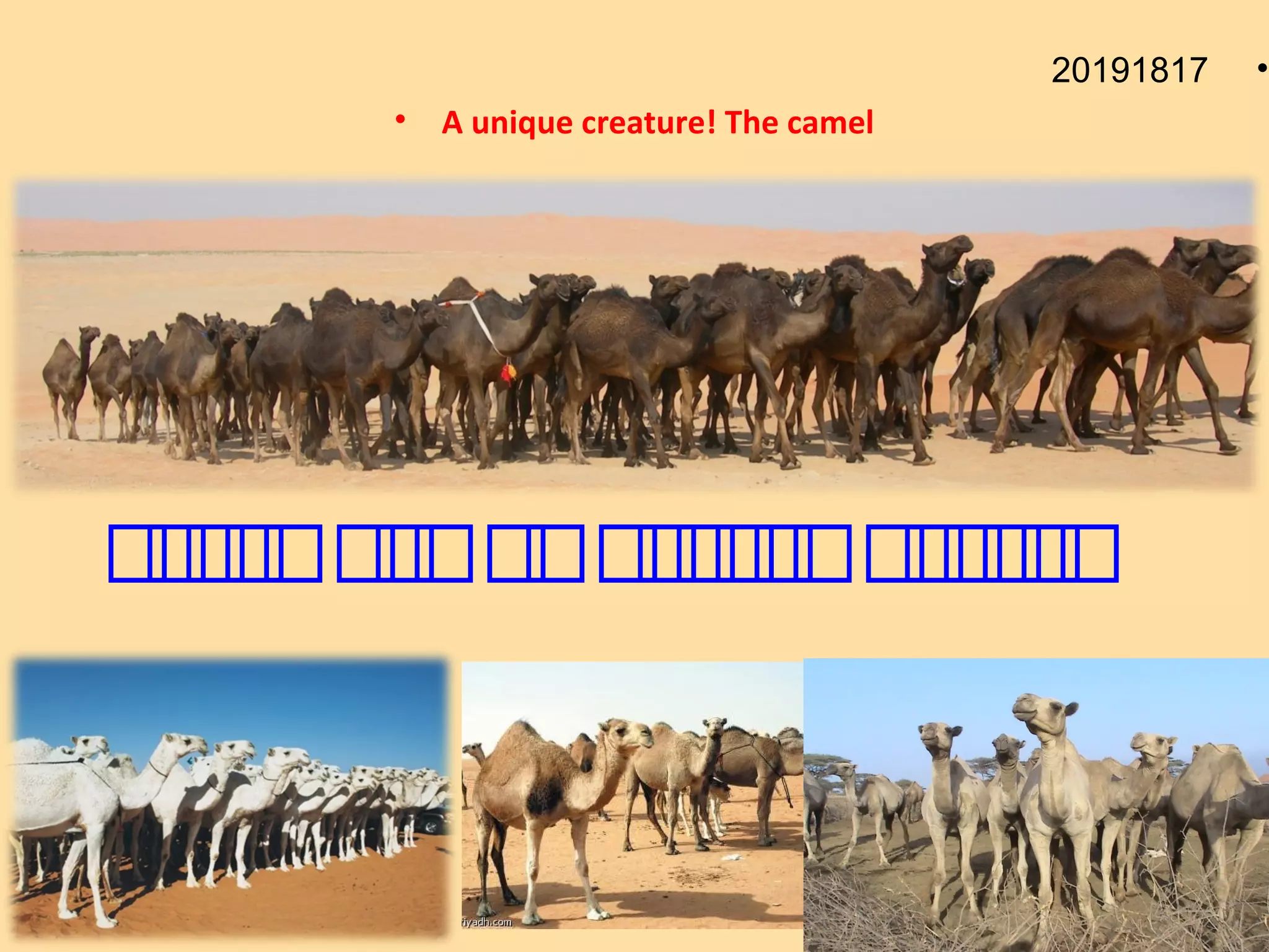 Medical and health properties of camel products | PPT