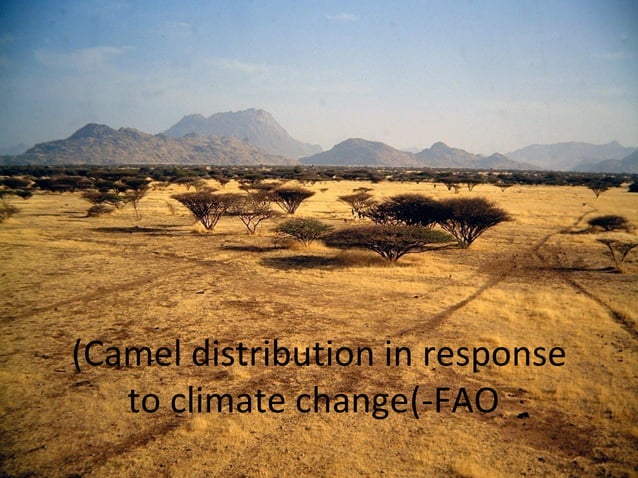 Medical and health properties of camel products | PPT