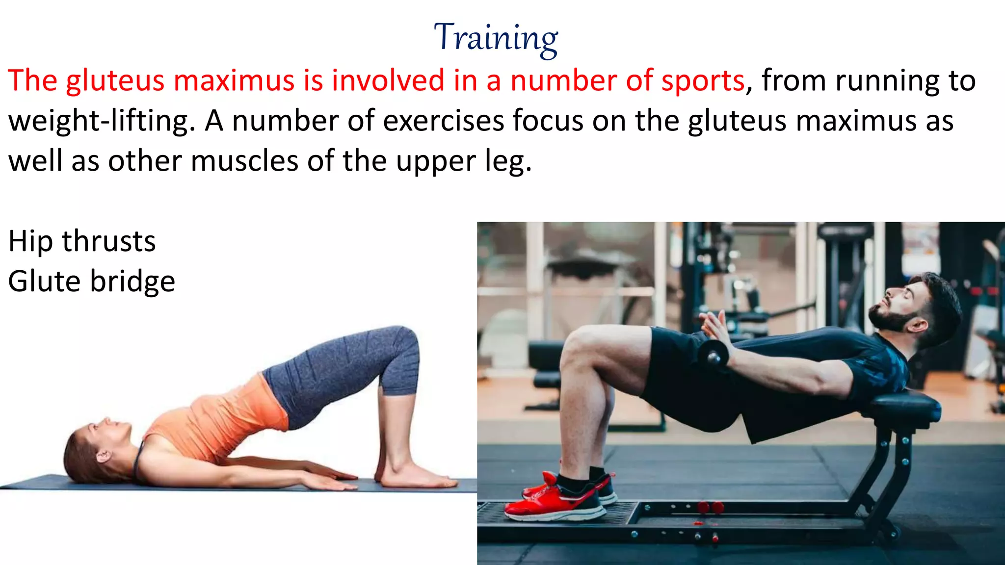 Medical aspects of buttocks (gluteus maximus,gluteus medium,gluteus ...