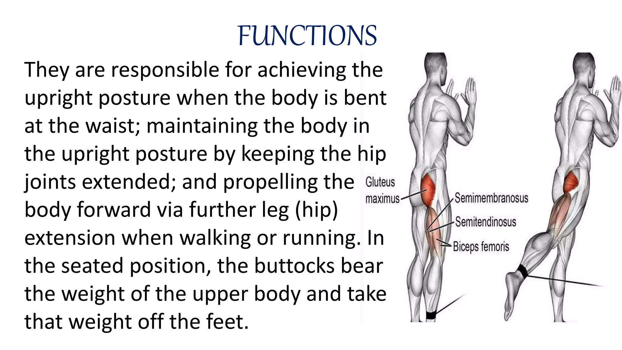 Medical aspects of buttocks (gluteus maximus,gluteus medium,gluteus ...