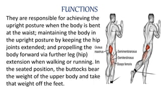 Medical aspects of buttocks (gluteus maximus,gluteus medium,gluteus ...