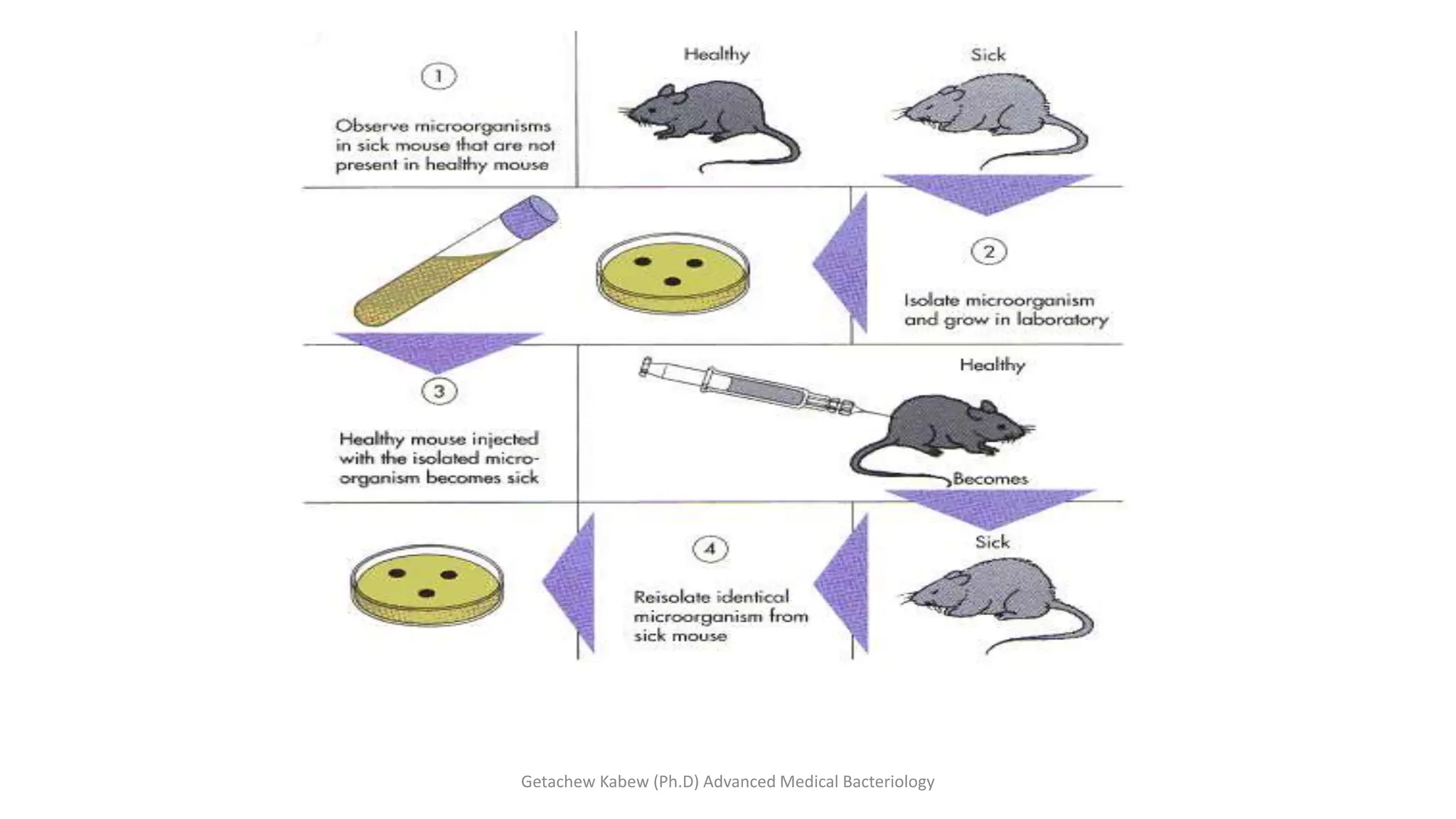 Advanced Medical Bacteriology all in one.pptx