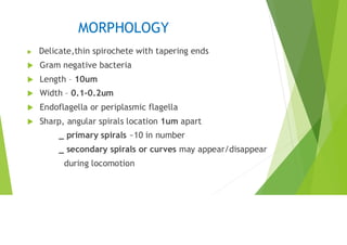 MEDICAL BACTERIOLOGY - TREPONEMAPALLIDUM , medical bacteriology | PDF