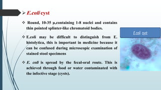 Medical Biology Lab. 10.pdf