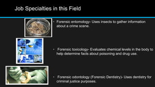 Medical careers powepoint (forensic anthropology) | PPTX