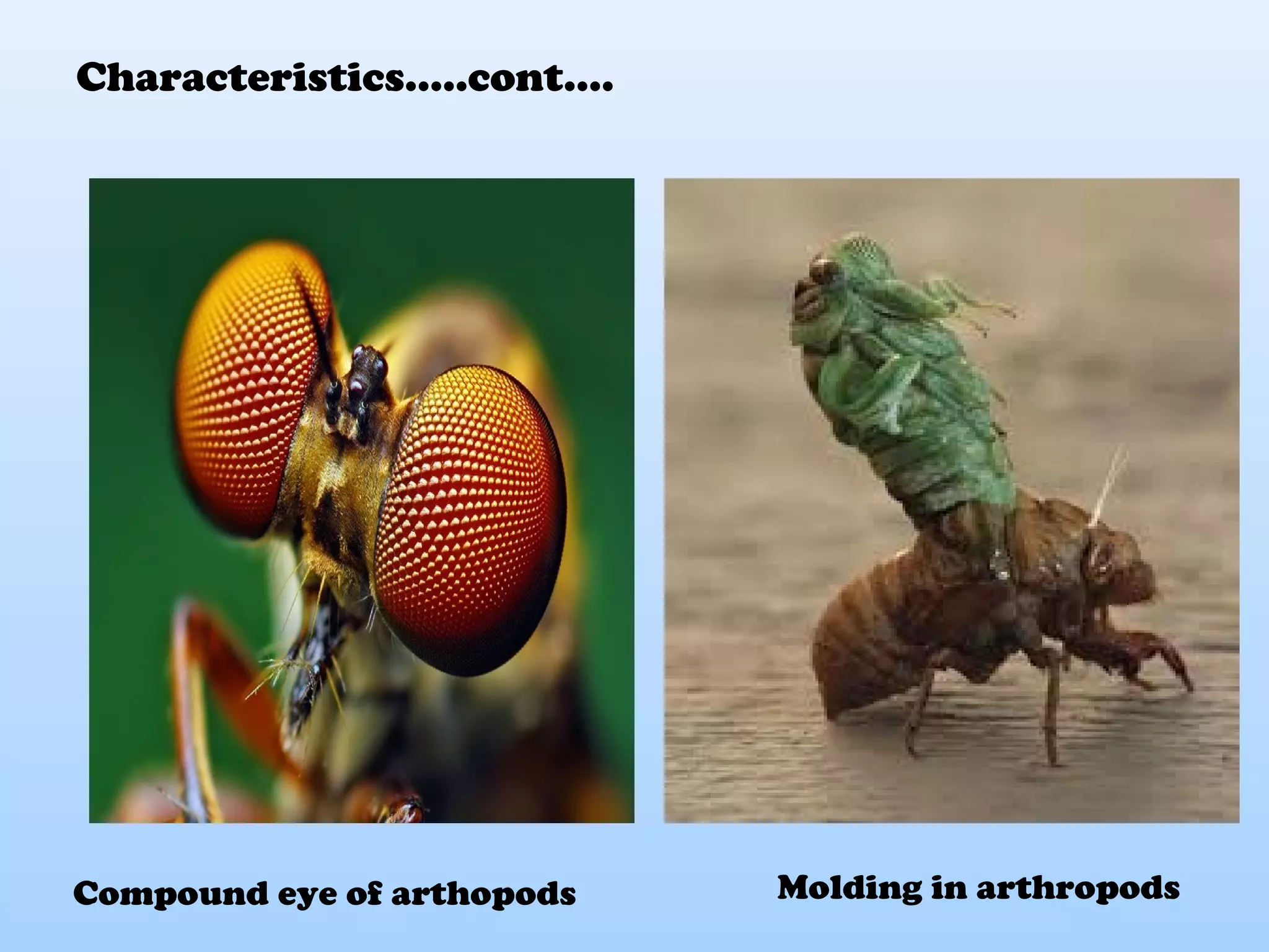 Medical entomology and vector bionomics | PPT